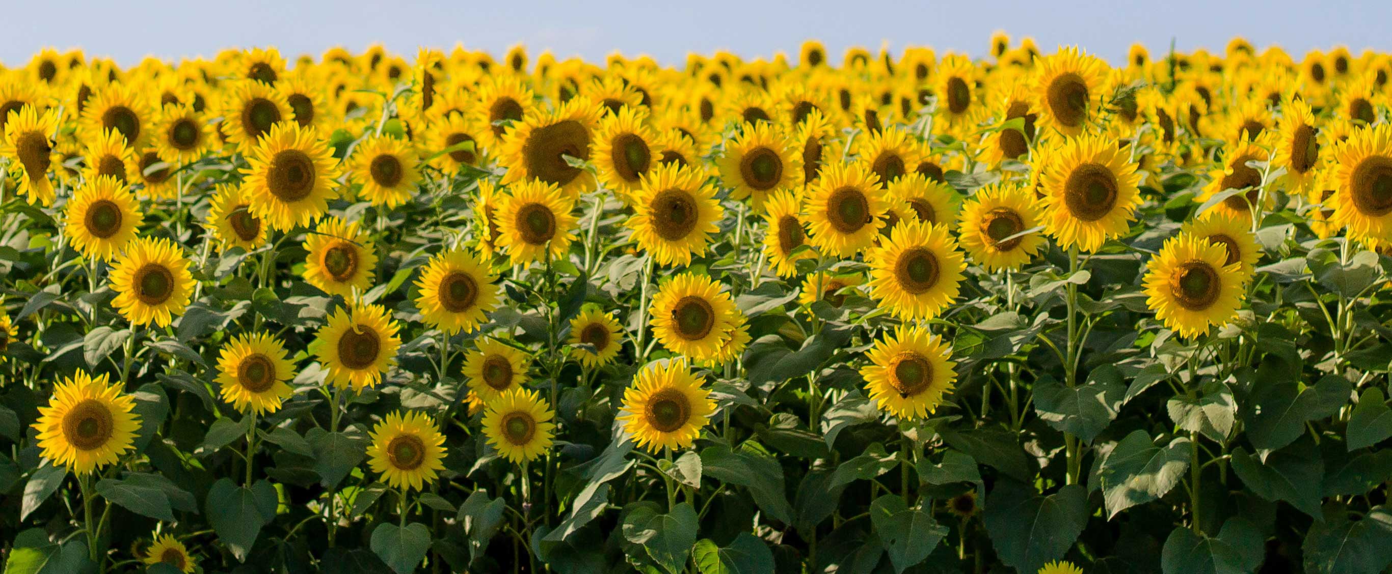 Ashley Burgin & David Fuentes's Wedding Website - Honeyfund